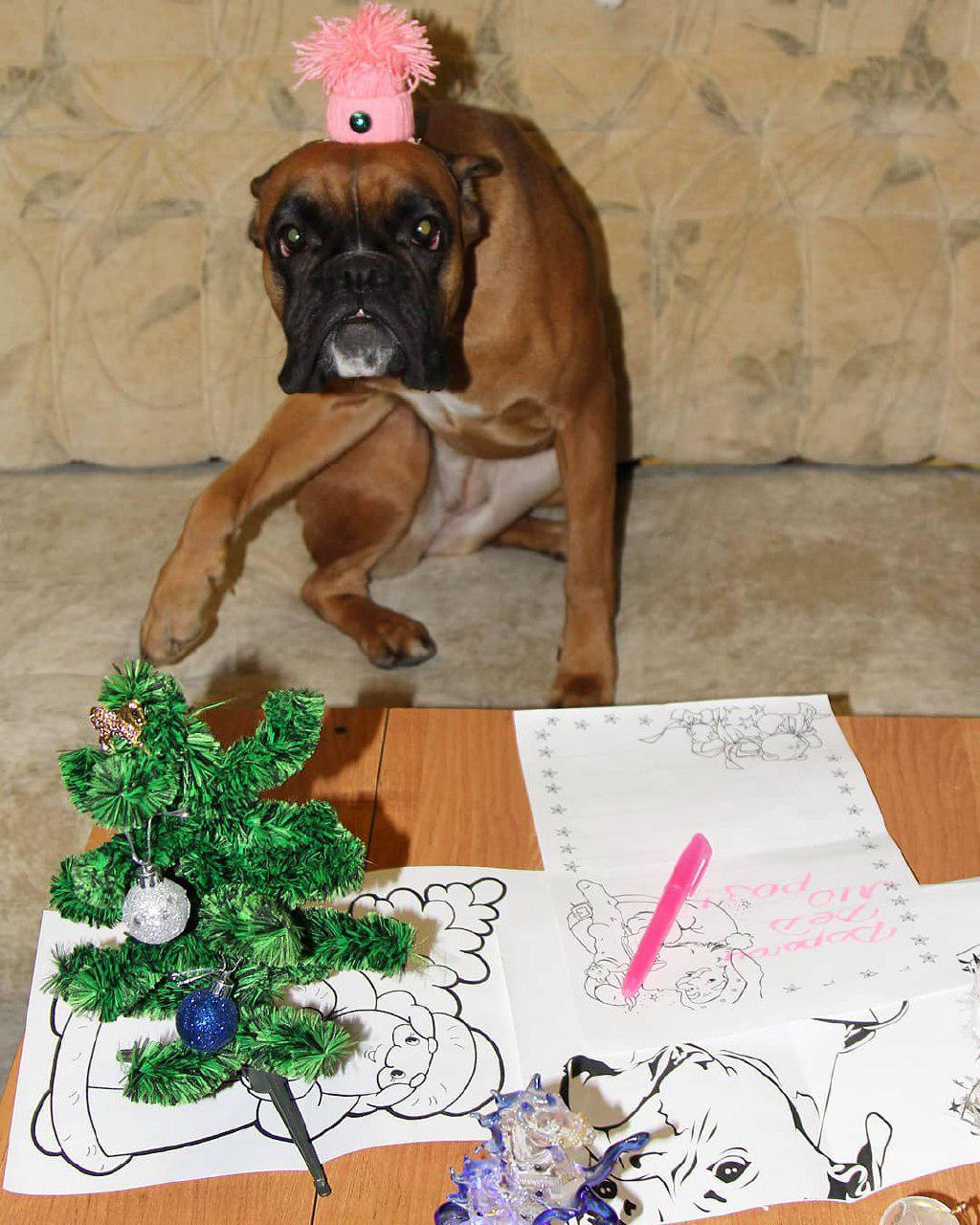 16 Photos That Will Tell How Boxers Love Spending Their Winter Holidays ...