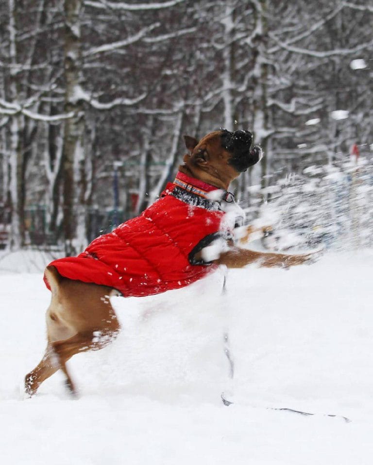 16 Photos That Will Tell How Boxers Love Spending Their Winter Holidays ...