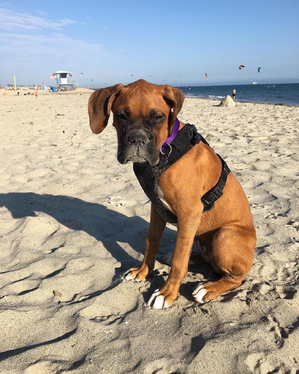 16 Boxers Having the Best Day at the Beach Ever - PetPress