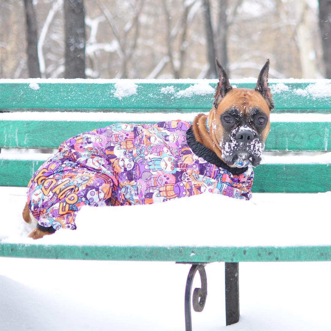 16 Photos That Will Tell How Boxers Love Spending Their Winter Holidays ...