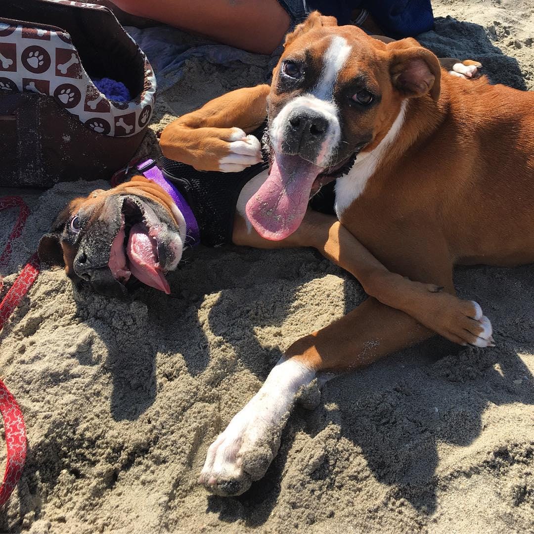 16 Boxers Having the Best Day at the Beach Ever - PetPress