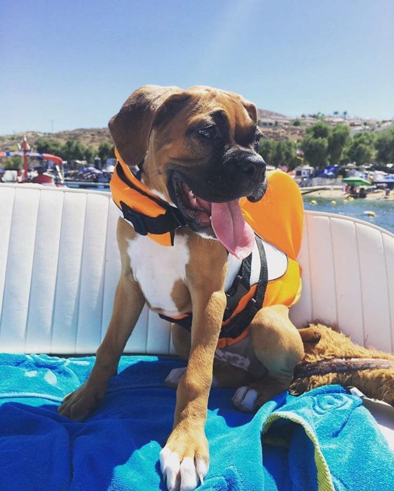 16 Boxers Having the Best Day at the Beach Ever - PetPress