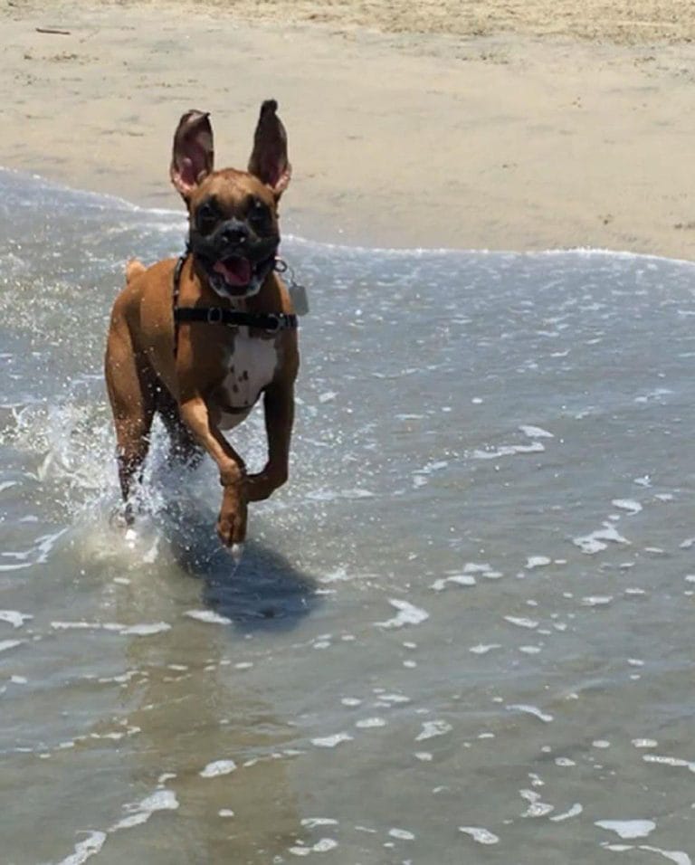 16 Boxers Having the Best Day at the Beach Ever - PetPress