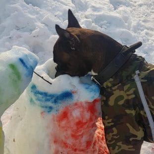 16 Photos That Will Tell How Boxers Love Spending Their Winter Holidays ...