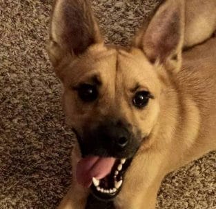 14 Chow Chow Mix Breeds That Are Unbelievably Cute!