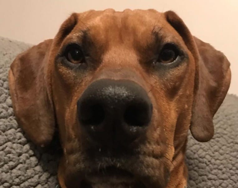 23 Times Doberman Pinschers Mixed With Other Breeds - PetPress