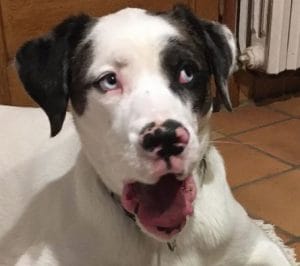 14 Collie Mix Breeds – The Popular and Adorable Hybrid Dogs - PetPress