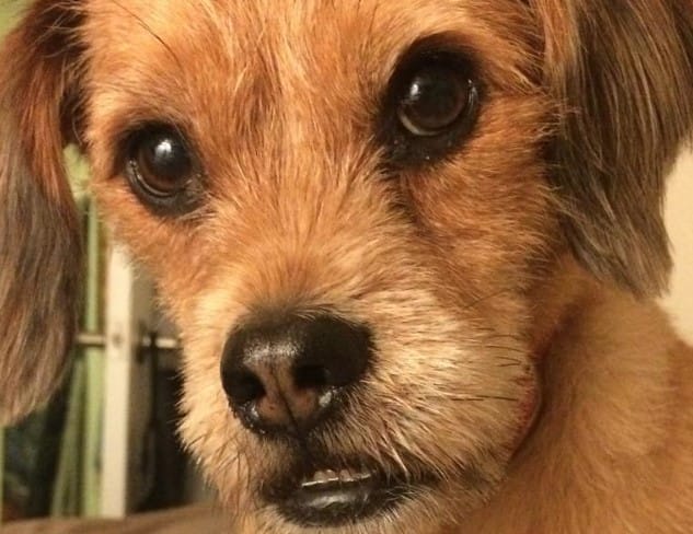 24 Brussels Griffon Mix Breeds – The Popular and Adorable Hybrid Dogs ...