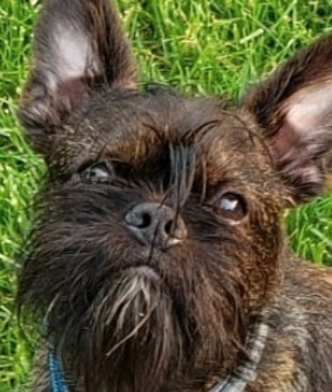 24 Brussels Griffon Mix Breeds – The Popular and Adorable Hybrid Dogs ...