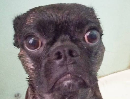 46 Of The Cutest And Funniest Boston Terrier Mixes - PetPress