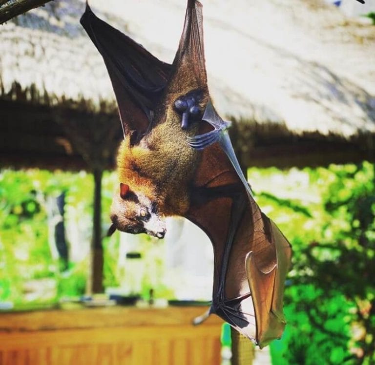 Top 200 Best Names for Pet Bats - PetPress