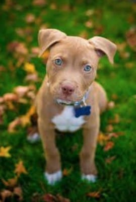 14 Chow Chow Mix Breeds That Are Unbelievably Cute!