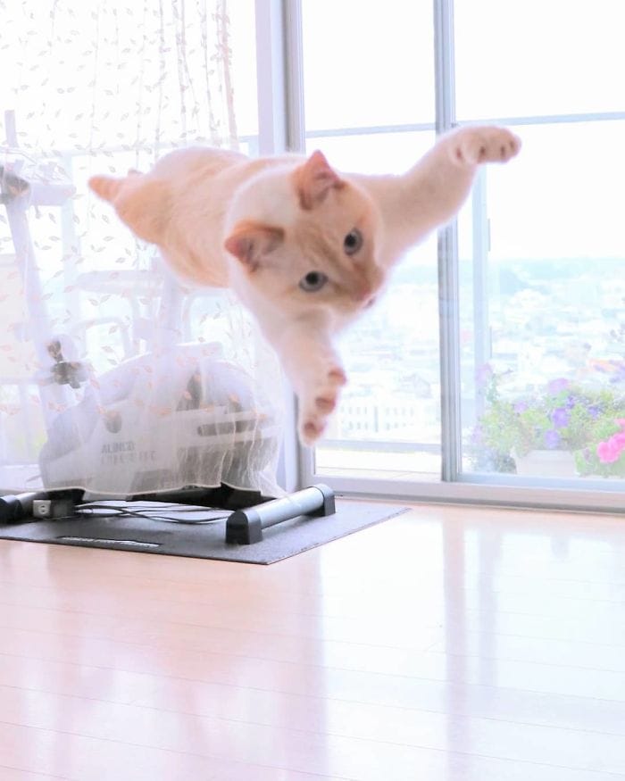 15 Evidence That Chaco the Cat From Japan Is Dancing Better Than You ...