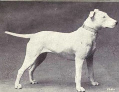 8 Appearance Of The Dog Breeds 100 Years Ago And Now