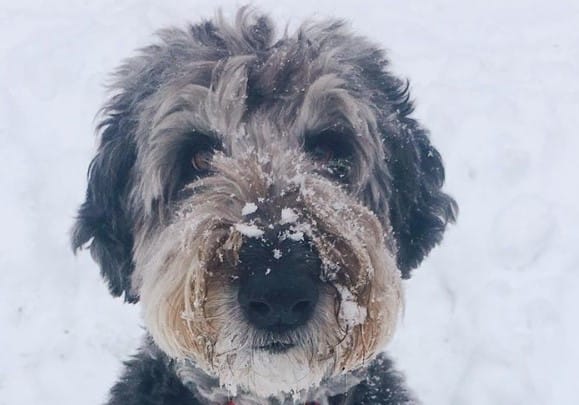 14 Collie Mix Breeds – The Popular and Adorable Hybrid Dogs - PetPress