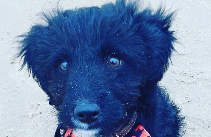 28 Cairn Terrier Mix Breeds – The Popular and Adorable Hybrid Dogs ...