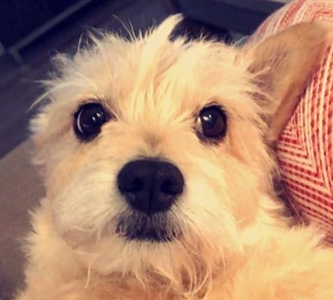 32 Maltese Mix Breeds – The Popular and Adorable Hybrid Dogs - PetPress