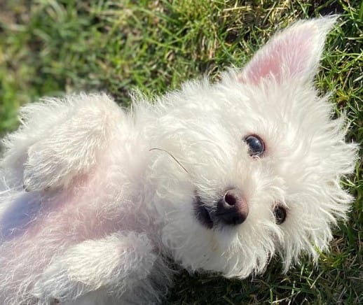 28 Cairn Terrier Mix Breeds – The Popular and Adorable Hybrid Dogs ...