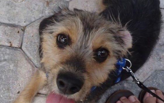 28 Cairn Terrier Mix Breeds – The Popular and Adorable Hybrid Dogs ...