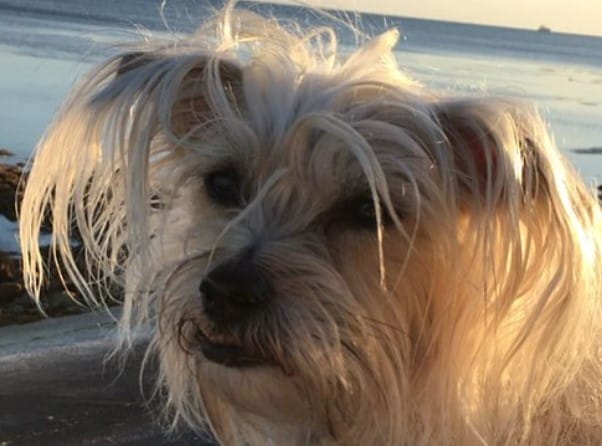 27 Havanese Mix Breeds – The Popular and Adorable Hybrid Dogs - PetPress