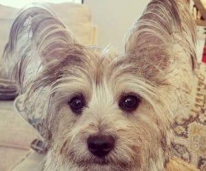 28 Cairn Terrier Mix Breeds – The Popular and Adorable Hybrid Dogs ...
