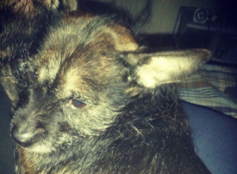 46 Of The Cutest And Funniest Boston Terrier Mixes - PetPress