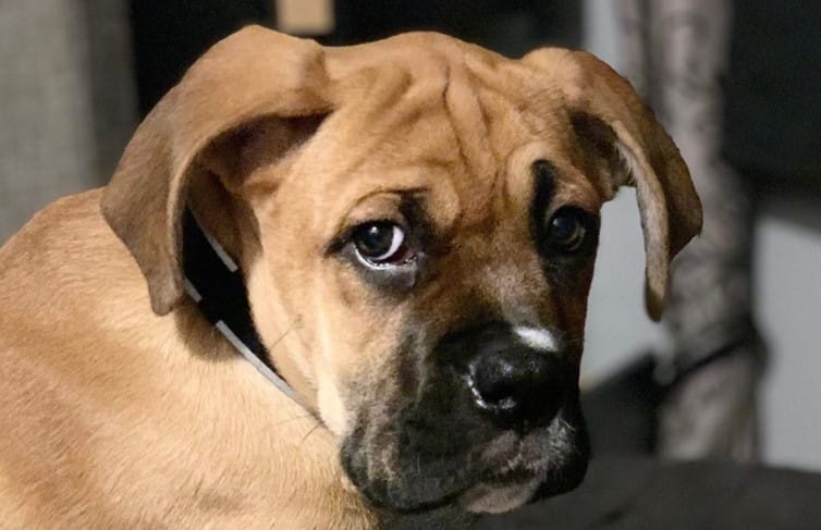 6 Cane Corso Italiano Mix Breeds – The Popular and Adorable Hybrid Dogs ...