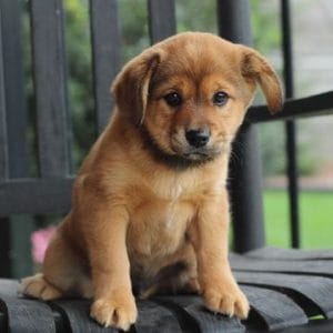 18 Shiba Inu Mix Breeds – The Popular and Adorable Hybrid Dogs - PetPress