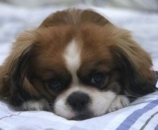 39 Utterly Gorgeous Cavalier King Charles Spaniel Mixes You Need In ...