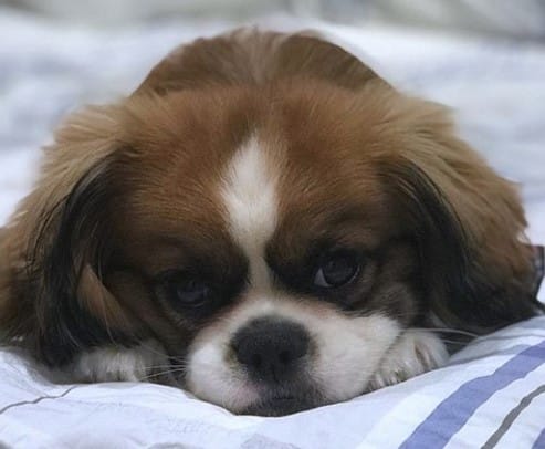 39 Utterly Gorgeous Cavalier King Charles Spaniel Mixes You Need In ...