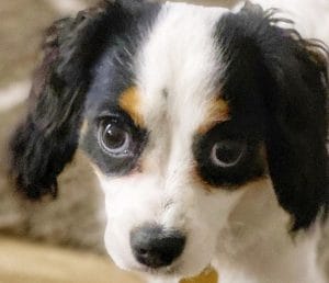 35 Papillon Mix Breeds – The Popular and Adorable Hybrid Dogs - PetPress