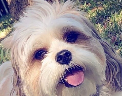 27 Havanese Mix Breeds – The Popular and Adorable Hybrid Dogs - PetPress