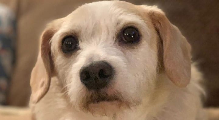 39 Utterly Gorgeous Cavalier King Charles Spaniel Mixes You Need In ...