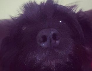 25 Scottish Terrier Mix Breeds – The Popular and Adorable Hybrid Dogs ...