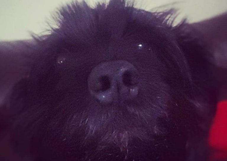 39 Utterly Gorgeous Cavalier King Charles Spaniel Mixes You Need In ...