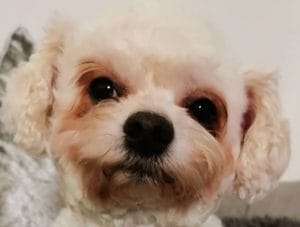 24 Bichon Frise Mixes: Bichon Frise Cross Breeds - PetPress