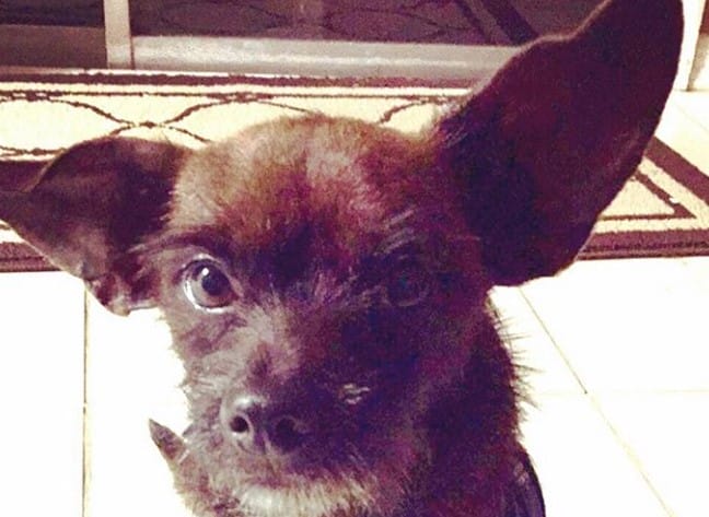 7 Airedale Terrier Mix Breeds – The Popular and Adorable Hybrid Dogs ...