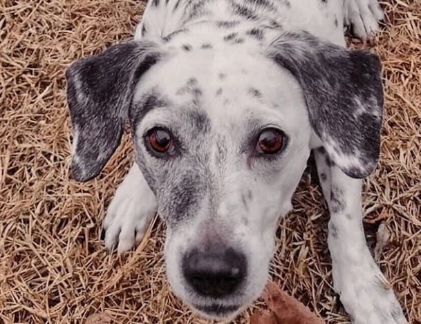 15 Dalmatian Mix Breeds – The Popular and Adorable Hybrid Dogs - PetPress