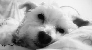 21 Chinese Crested Mix Breeds – The Popular and Adorable Hybrid Dogs ...