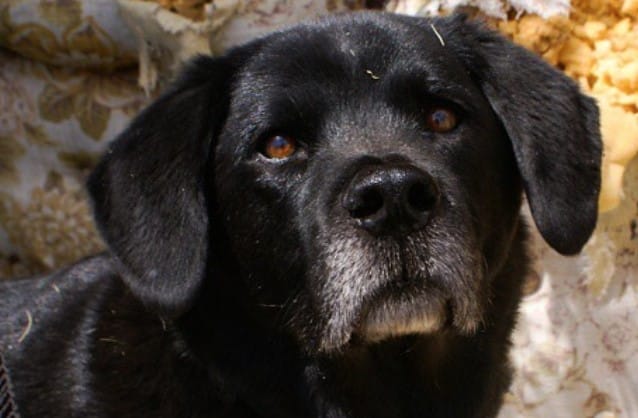 14 Chow Chow Mix Breeds That Are Unbelievably Cute!