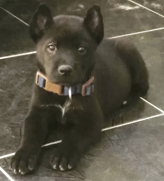 14 Chow Chow Mix Breeds That Are Unbelievably Cute!