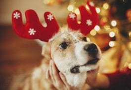 Top 150+ Christmas Dog Names: Holiday-themed Names For A Pet Dog