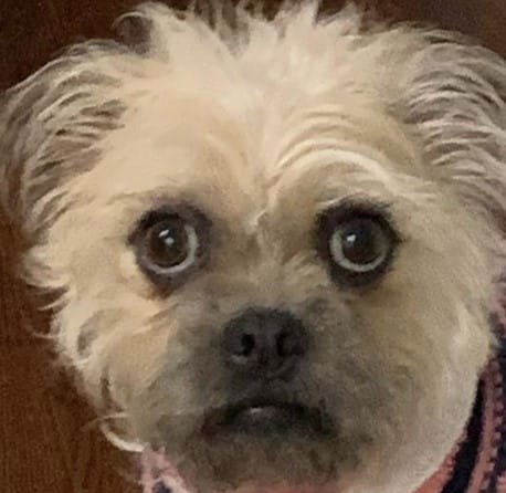 24 Brussels Griffon Mix Breeds – The Popular and Adorable Hybrid Dogs ...