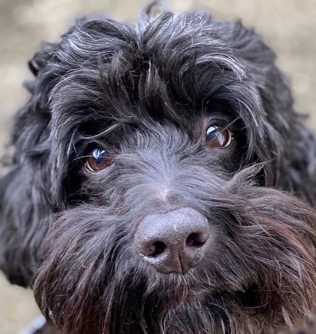 52 Cocker Spaniel Mixes That Are Absolutely Precious - PetPress