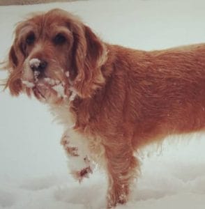 24 Brussels Griffon Mix Breeds – The Popular and Adorable Hybrid Dogs ...