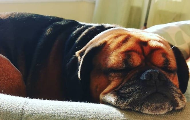 52 Cocker Spaniel Mixes That Are Absolutely Precious - PetPress