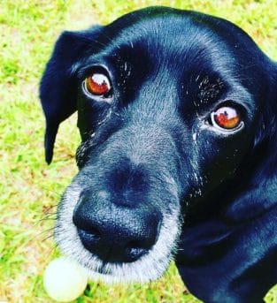 16 Weimaraner Mixes That'll Melt Your Heart - PetPress