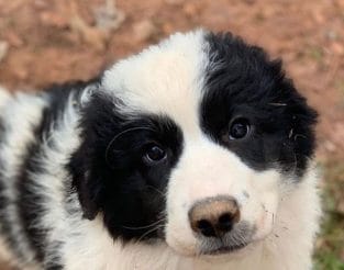 14 Collie Mix Breeds – The Popular and Adorable Hybrid Dogs - PetPress