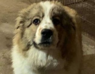 18 Great Pyrenees Mix Breeds – The Popular and Adorable Hybrid Dogs ...