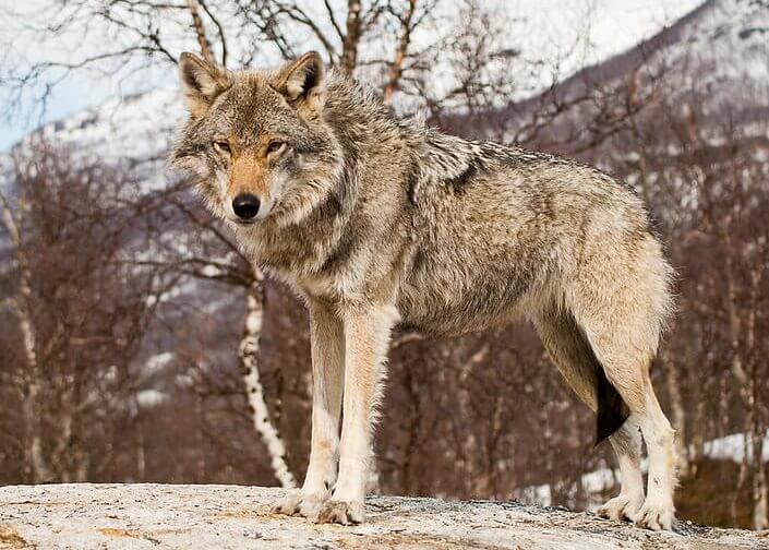 Wolf Dog Names – Over 380 Great Ideas For Naming Your Dog - PetPress